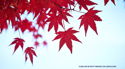 O que é Maple Tree? - Dicas de turismo para o Canadá!